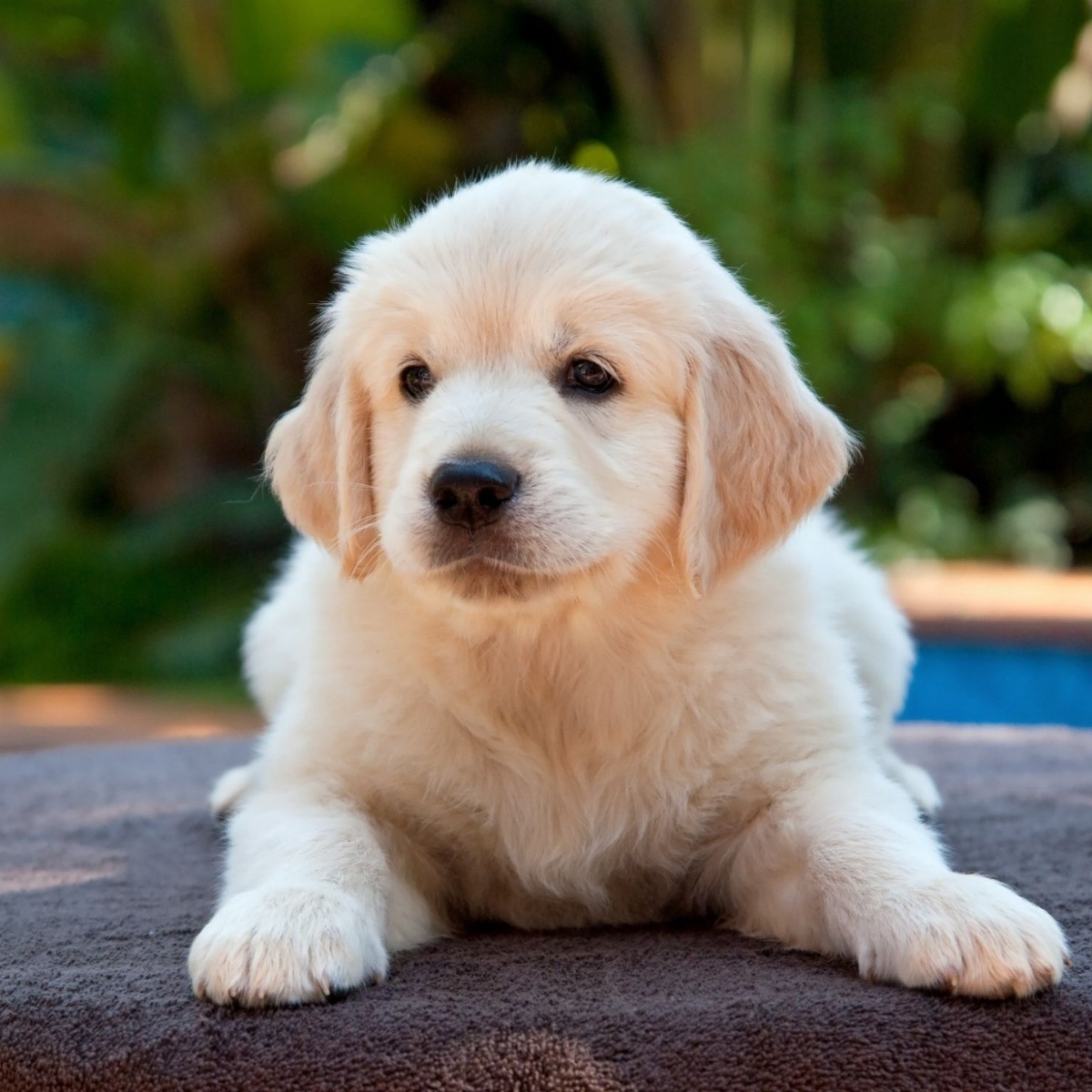 Christ Church Cathedral School - Friendly dogs now at our school